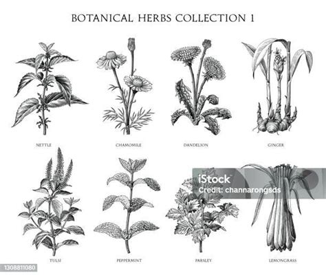 식물 허브 컬렉션 핸드 그리기 인그레이빙 스타일 흑백 클립 아트 고립 된 흰색 배경 일러스트레이션에 대한 스톡 벡터 아트 및 기타 이미지 일러스트레이션 홀리바질 판화
