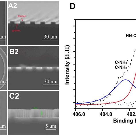 Representative SEM Images Of LMP A CMP B DMP C Substrates Download Scientific