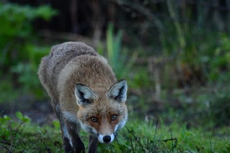 Lis Rudy Czy Lis Naprawdę Jest Chytry Przygody Przyrody