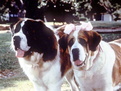 Beethoven 2 Quest Devenu Le Chien Du Film Télé Star