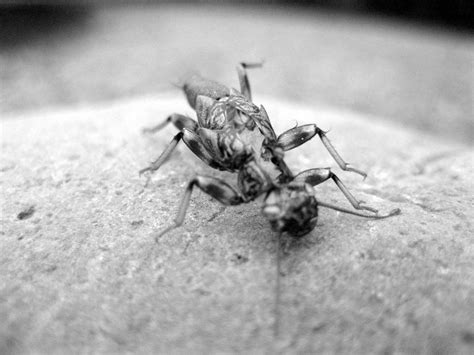 Dead Bug By Mokedo On Deviantart