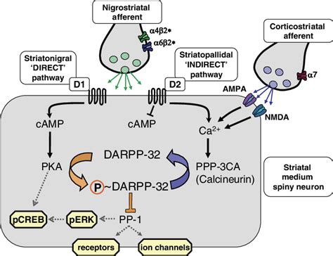 Pivotal Role Of Darpp 32 In Postsynaptic Signaling In Medium Spiny Download Scientific Diagram