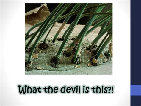 New Gcse Aqa B1 Cell Structure And Transport Lessons 1 6 Teaching Resources