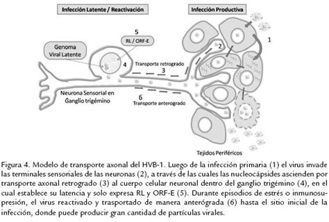 Latencia Del Herpesvirus Bovino 1 El Papel De Los Transcritos Relacionados Con Latencia Rl