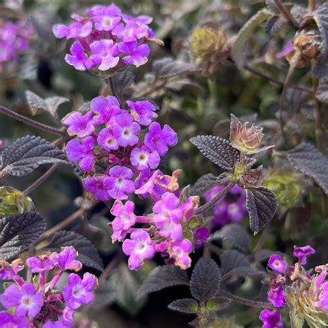 Lantana Montevidensis Trailing Lavender Evergreen Nursery
