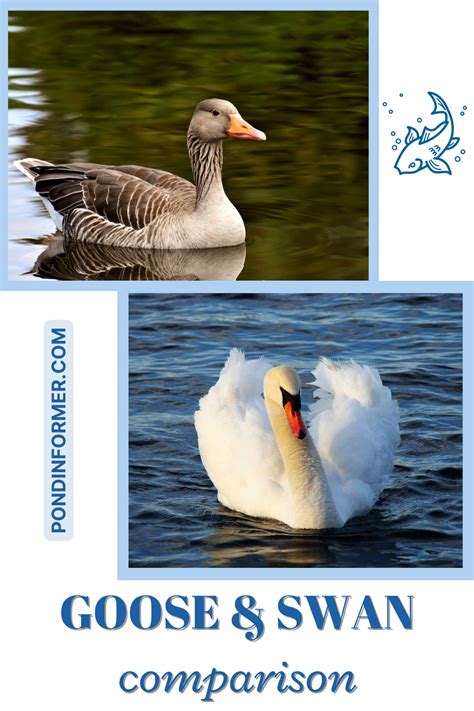 What S The Difference Between A Goose And A Swan Updated Artofit