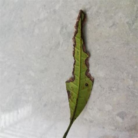 Mango Leaf Classification Dataset V1 2024 03 05 1 26pm By Trn Tin Thnh