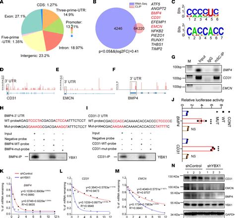 Ybx1 Promotes Type H Vesseldependent Bone Formation In An M5c
