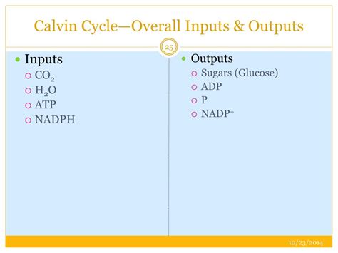 Inputs And Outputs Of Calvin Cycle