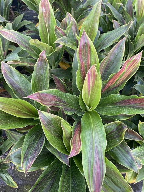 Cordyline Fruticosa ‘sherbert Dracaena Terminalis Plantology Usa