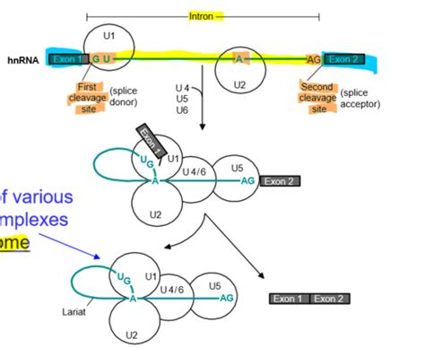 RNA Synthesis Flashcards Quizlet
