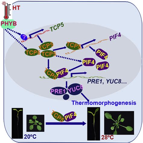 Arabidopsis Transcription Factor Tcp5 Controls Plant