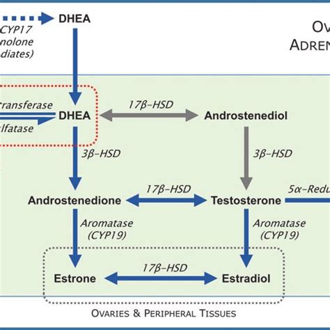 Synthetic Pathways Of Sex Steroids Intermediate Steps Involved In The Download Scientific