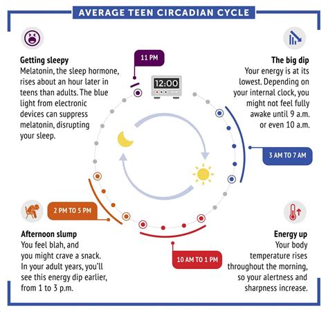 Biological Clock Meaning With Example At Trevor Aguiar Blog