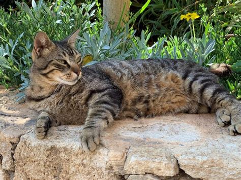 Cat Lying On A Plant Premium Photo