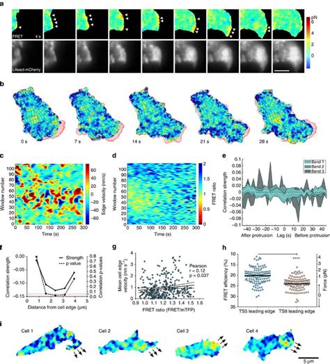 Coordinated Integrin Activation By Actin Dependent Force During T Cell Migration Pmc