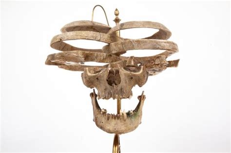 Sliced Exploded Skull Jonsbones Responsibly Sourced Human Osteology