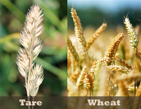 What Kingdom Secrets Do The Parables Of Jesus Teach Rabbis And Us