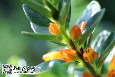 金鱼花夏季的养护方法 栽培养殖 南北花木网