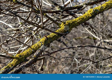 Tree With Moss And Lichen On The Branch Stock Photo Image Of Growth