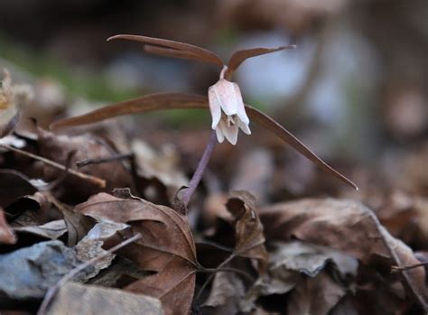 2024年4月9日 火 発 植物写真家髙橋修さんと行く 徳島のアワコバイモとトクシマコバイモ 3日間 ネイチャリングニュース