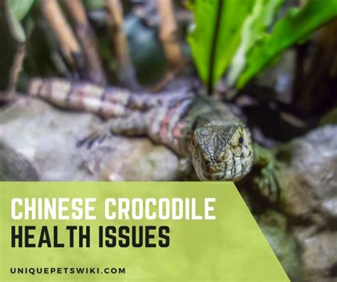 Chinese Crocodile Lizard Common Diseases And Illnesses