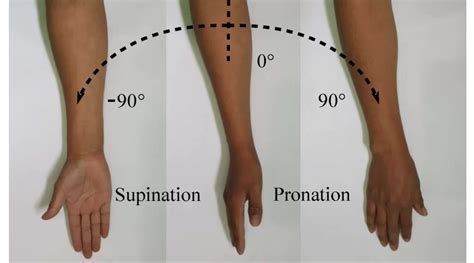 Forearm Supination Mmt Archives Samarpan Physiotherapy Clinic Ahmedabad
