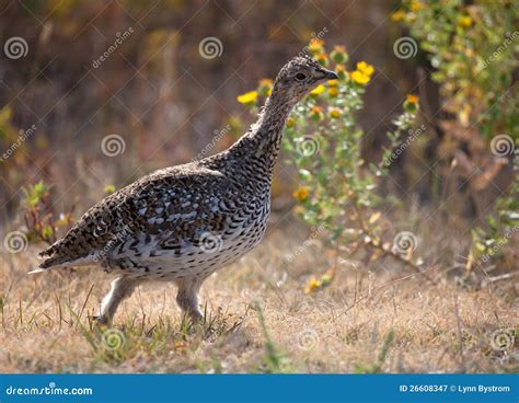 Sharp Tailed Grouse Stock Image Image Of Colored South 26608347