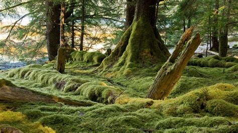 Gwaii Haanas National Park Reserve Haida Gwaii B C Bing Gallery