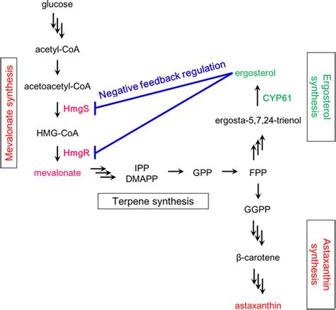 Astaxanthin Biosynthesis And Negative Feedback Regulation By Ergosterol Download Scientific