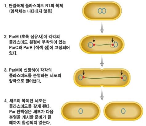 미생물학 7 2 미생물의 생장 세균의 세포주기 네이버 블로그