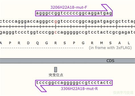 一次定点突变、一次融合pcr的实验记录 Eamons Blog