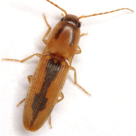 Conoderus Vespertinus Fabricius Monocrepidius Bugguide Net