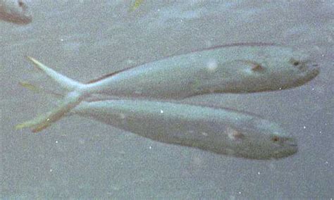 素人が作ったお魚図鑑スズキ目スズキ亜目シイラ科