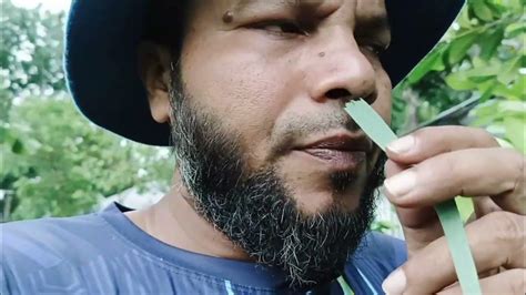 How To Grow Lemon Grass At Home লেমন গ্রাস Krishi O Krishok Youtube