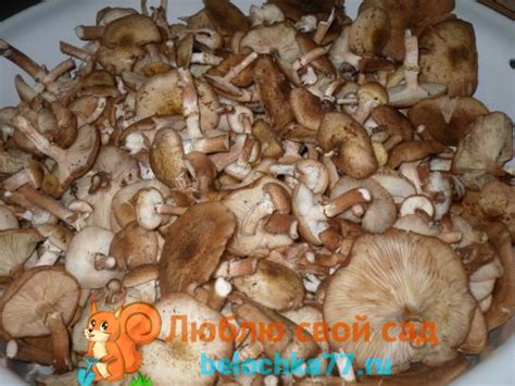 Опята Съедобные Фото И Описание Как Выглядят — Картинки