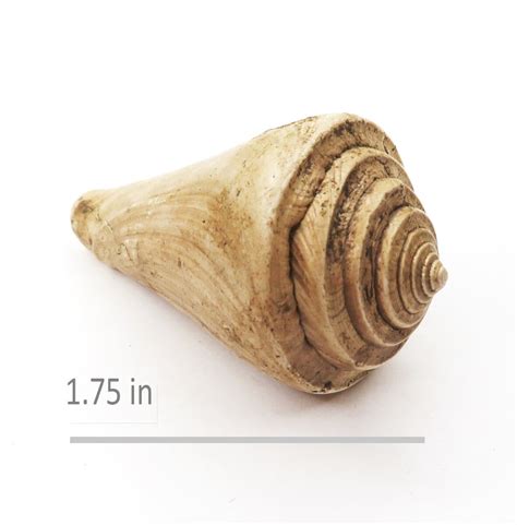 Gastropod Conus Tortilis Texas Eocene Member Collections The Fossil Forum