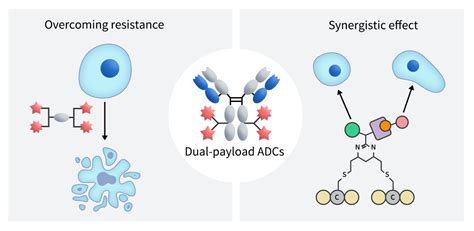 Dual‑payload Adcs The Next Big Thing In The Adc Arena Dima Biotech