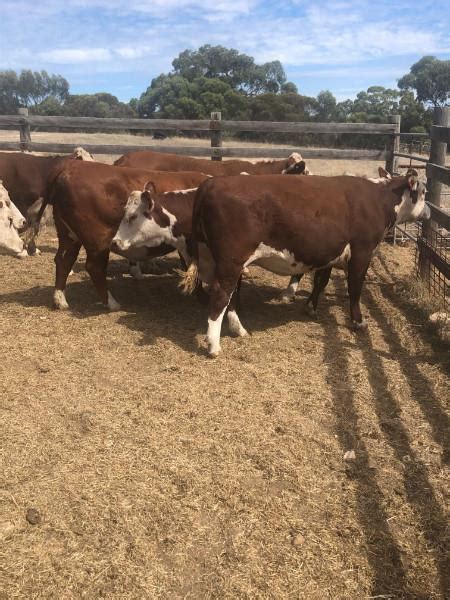 9 Poll Hereford Cows Listing Cattlesales