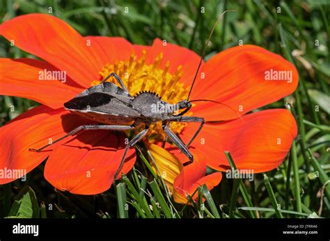 Wheel Bug Or Assassin Bug On Tithonia Diversifolia Flower Assassin Bug