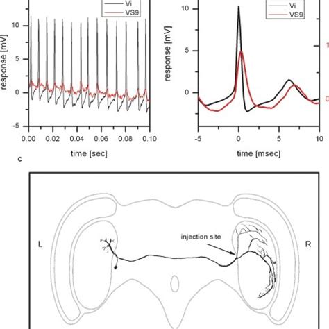 Physiology And Anatomy Of Vi A Double Intracellular Recording Of Vi Download Scientific