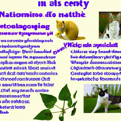 How Does Catnip Work Exploring The Science Behind Your Cats Favorite Treat The Enlightened