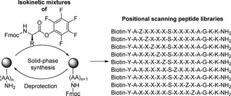 Positional Scanning Peptide Libraries For Kinase Substrate Specificity Determinations