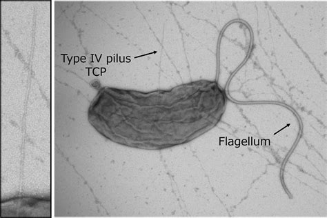 Deadly Piston Pump How A Colonization Factor Is Secreted By Bacterial Type 4 Pili Nakamura Lab