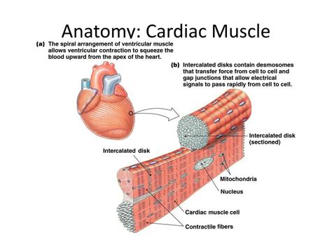 Cardiac Muscle Diagram Pdf