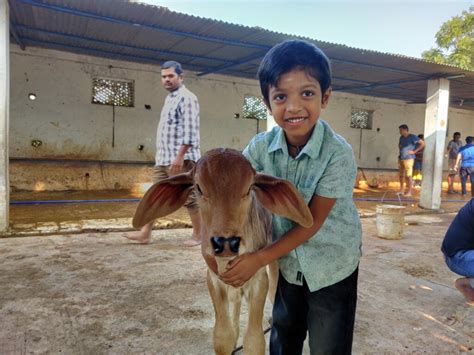 The Unexpected Truth Behind The Boy Who Visits A Cow Daily Kingdom Of Men