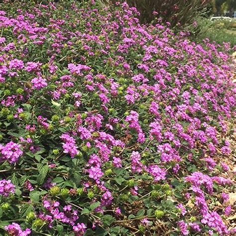 Purple Trailing Lantana Lantana Sellowiana Drought Resistant