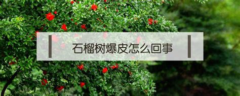 石榴树爆皮怎么回事 鲜淘网