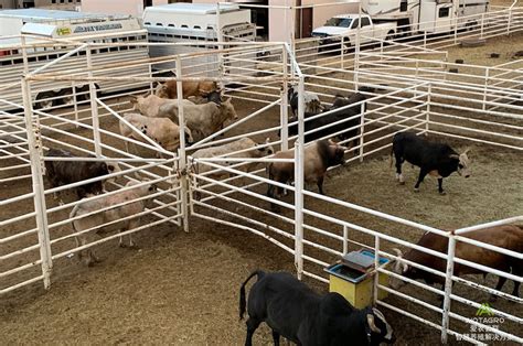 智慧牛场解决方案：数字化引领畜牧业发展aiotagro 爱农云联 致力于高效、安全的食品生产