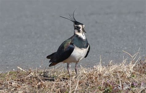タゲリ GANREF